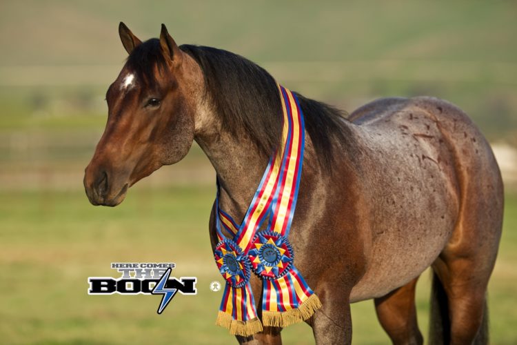 Here Comes The Boon | CCRCHA STALLION AUCTION