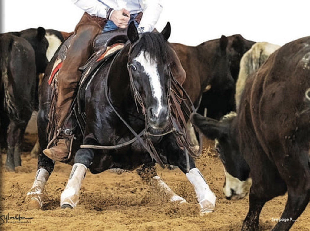 BadBoonARising | CCRCHA STALLION AUCTION