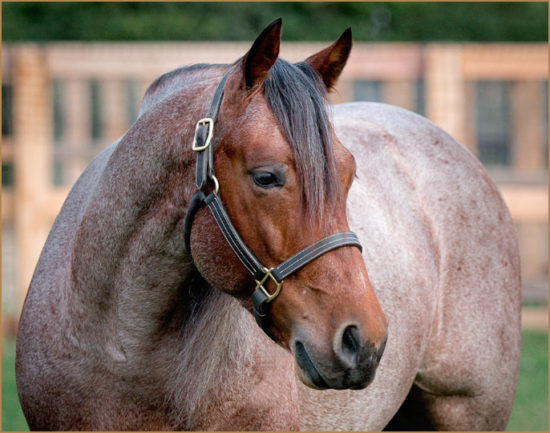 Call Me Mitch | CCRCHA STALLION AUCTION