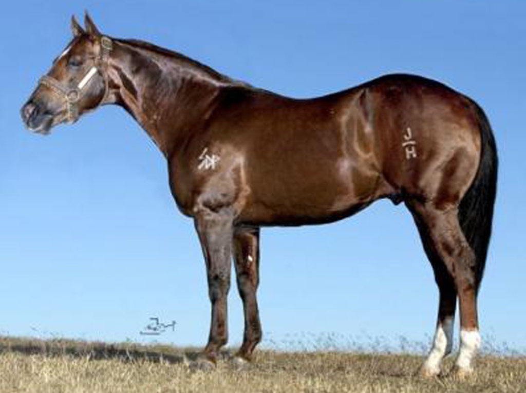 TR Dual Rey | CCRCHA STALLION AUCTION