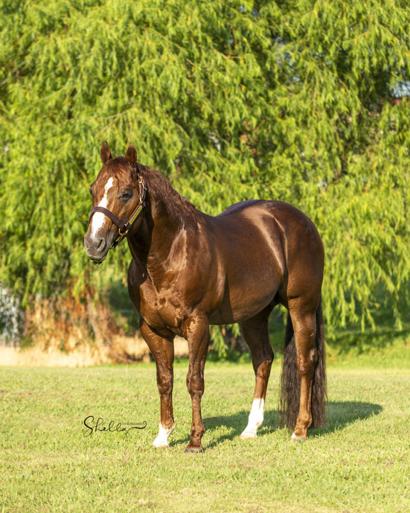 High Brow CD | CCRCHA STALLION AUCTION
