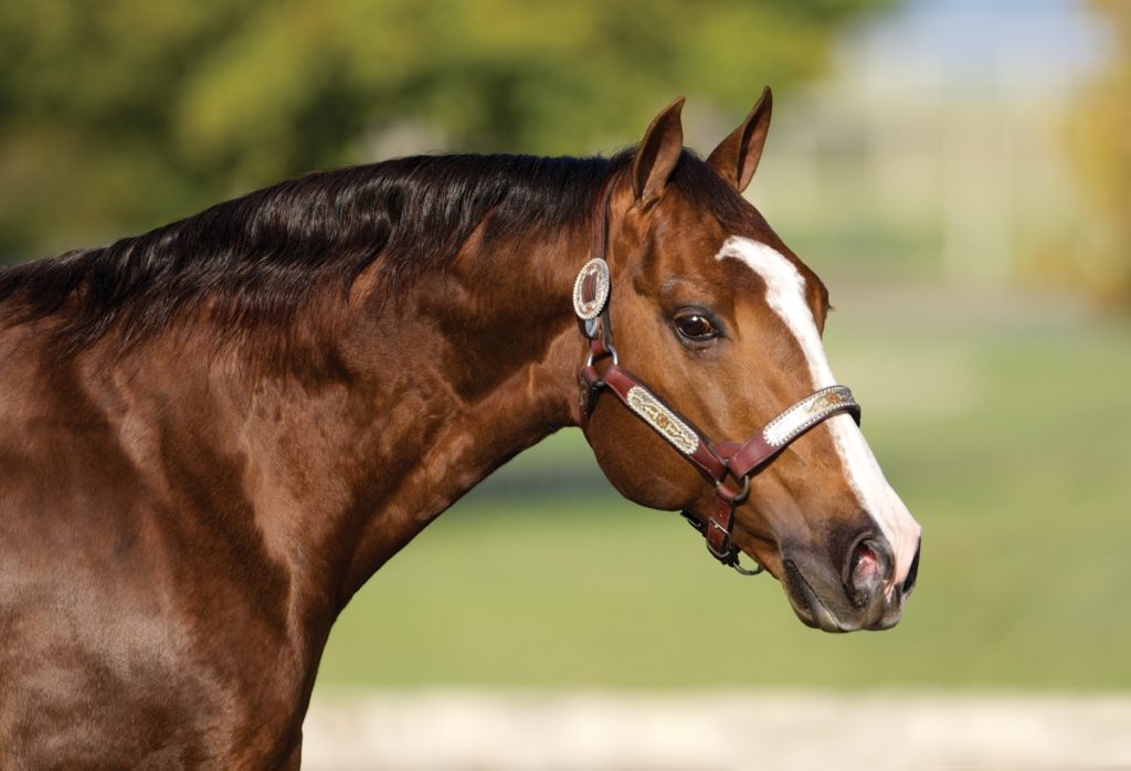 Rey Dual | CCRCHA STALLION AUCTION